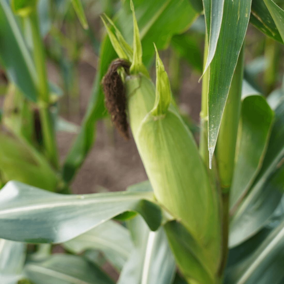 DSV Saatmais FLYNT ÖKO