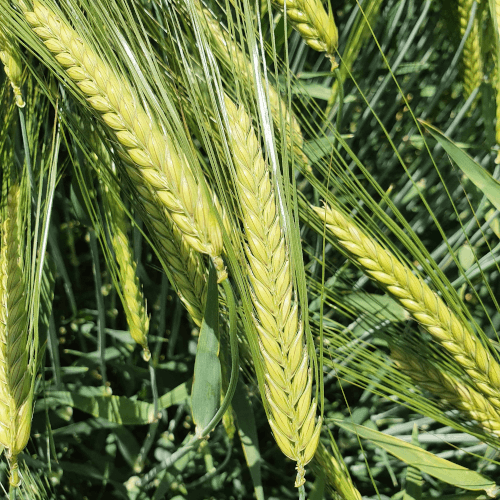 Getreidesaatgut Gerste IG ALMUT