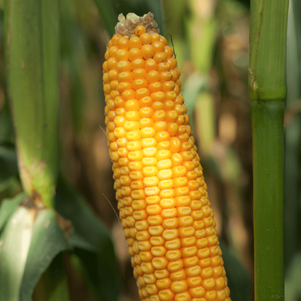 Lidea Mais LID4040C (ESZ20402) ca. S 320 ca. K 290