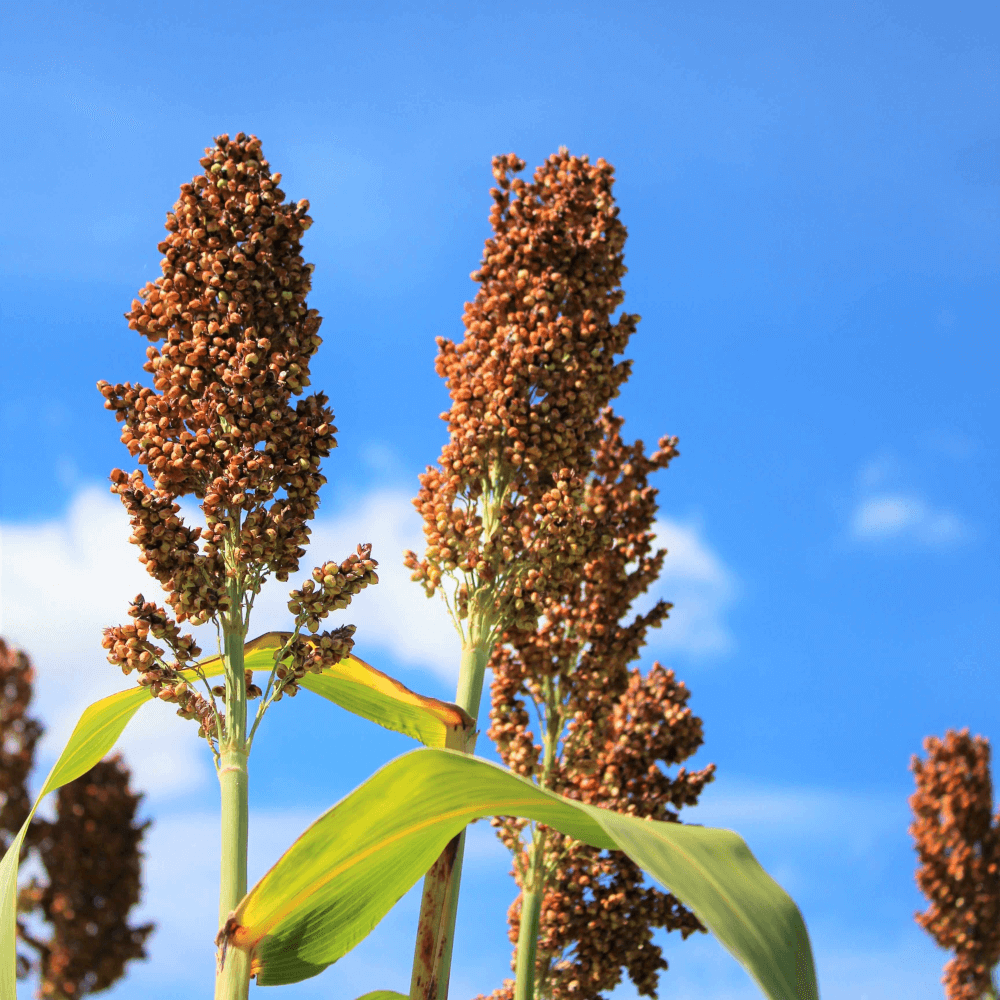 Lidea Sorghum BMR GOLD X