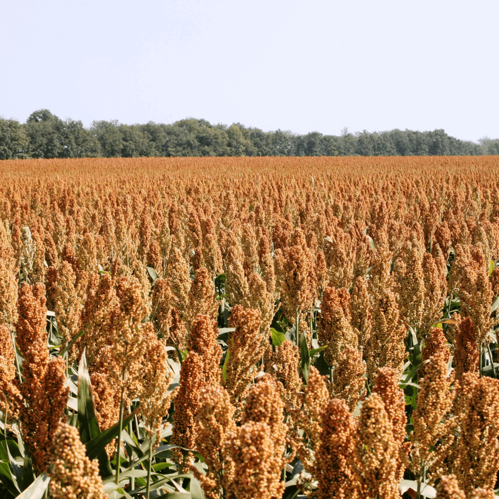 Lidea Sorghum MARGO